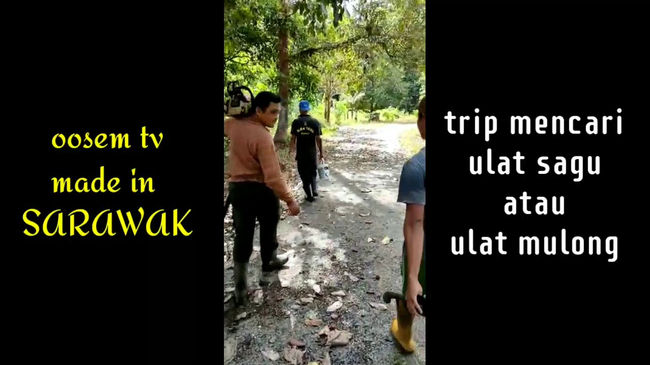 Trip mencari ulat sagu atau ulat mulong..Makanan yang wajib anda cuba ...