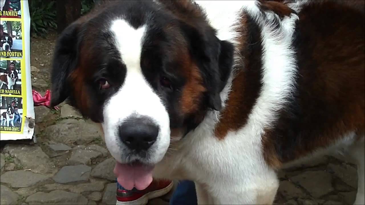 mines view park st bernard dog - YouTube