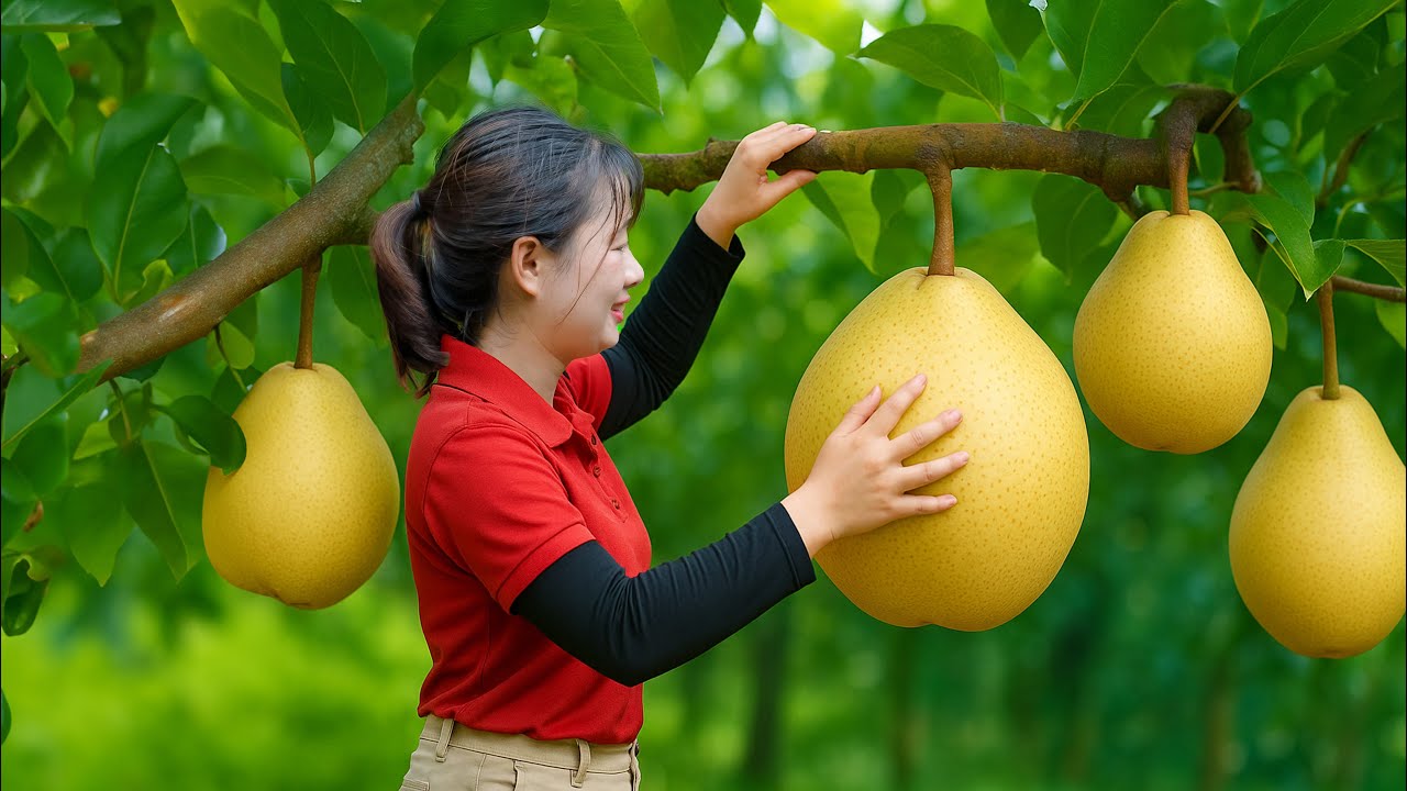 Farm Life | Harvesting Plum Pear - The fruit is itchy if you don't use ...