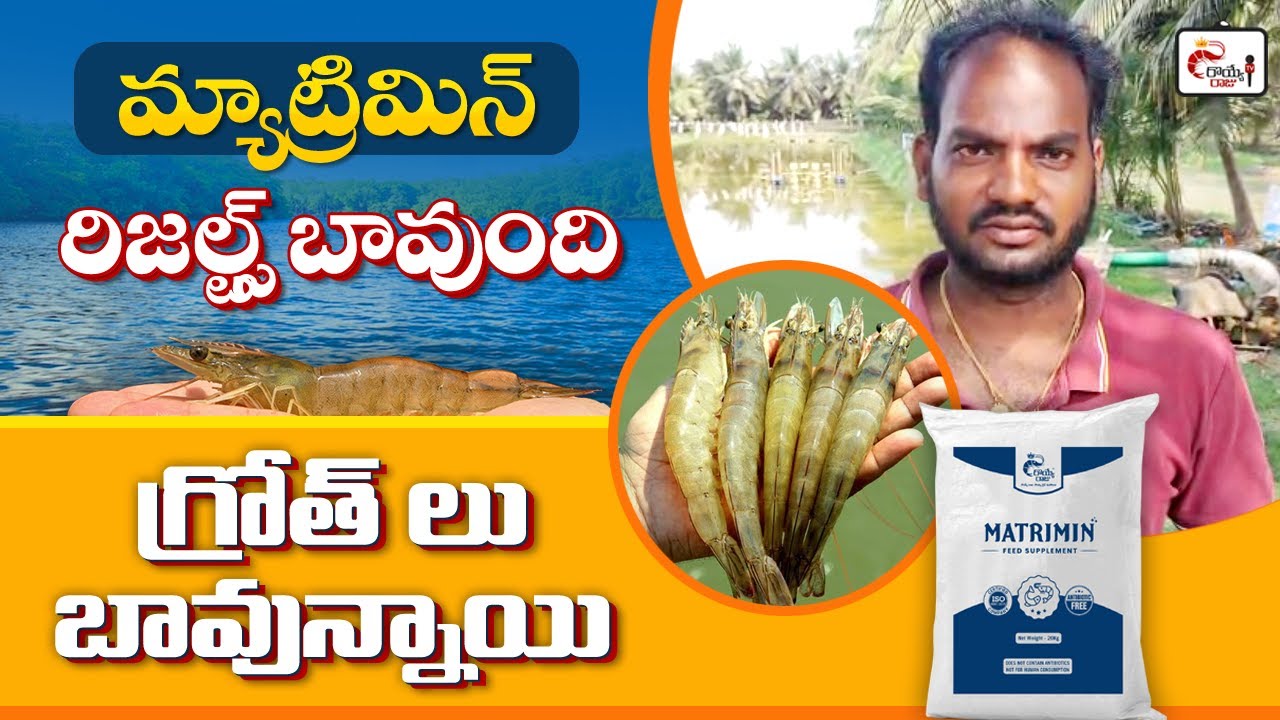 Shrimp growth is very fast because of using Marimin Mineral | West ...