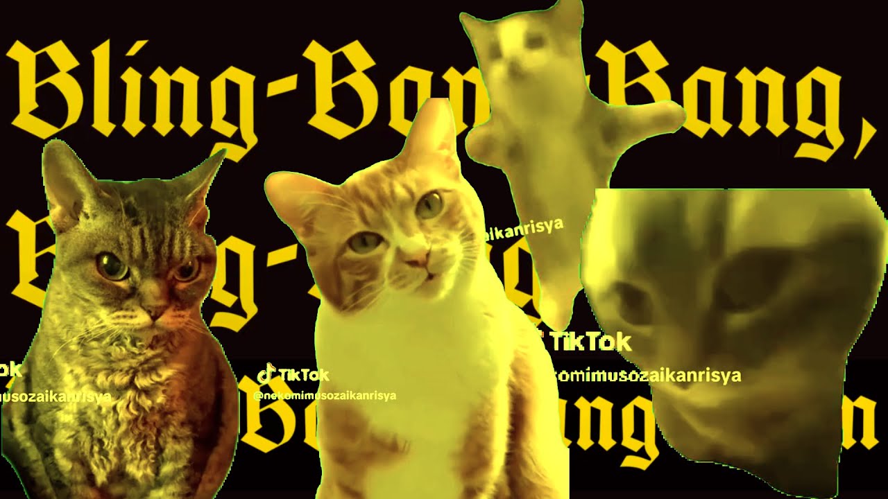 【cat meme】cat meme×Bling Bang Bang Born #猫ミーム #catmeme #mashle #BBBB # ...