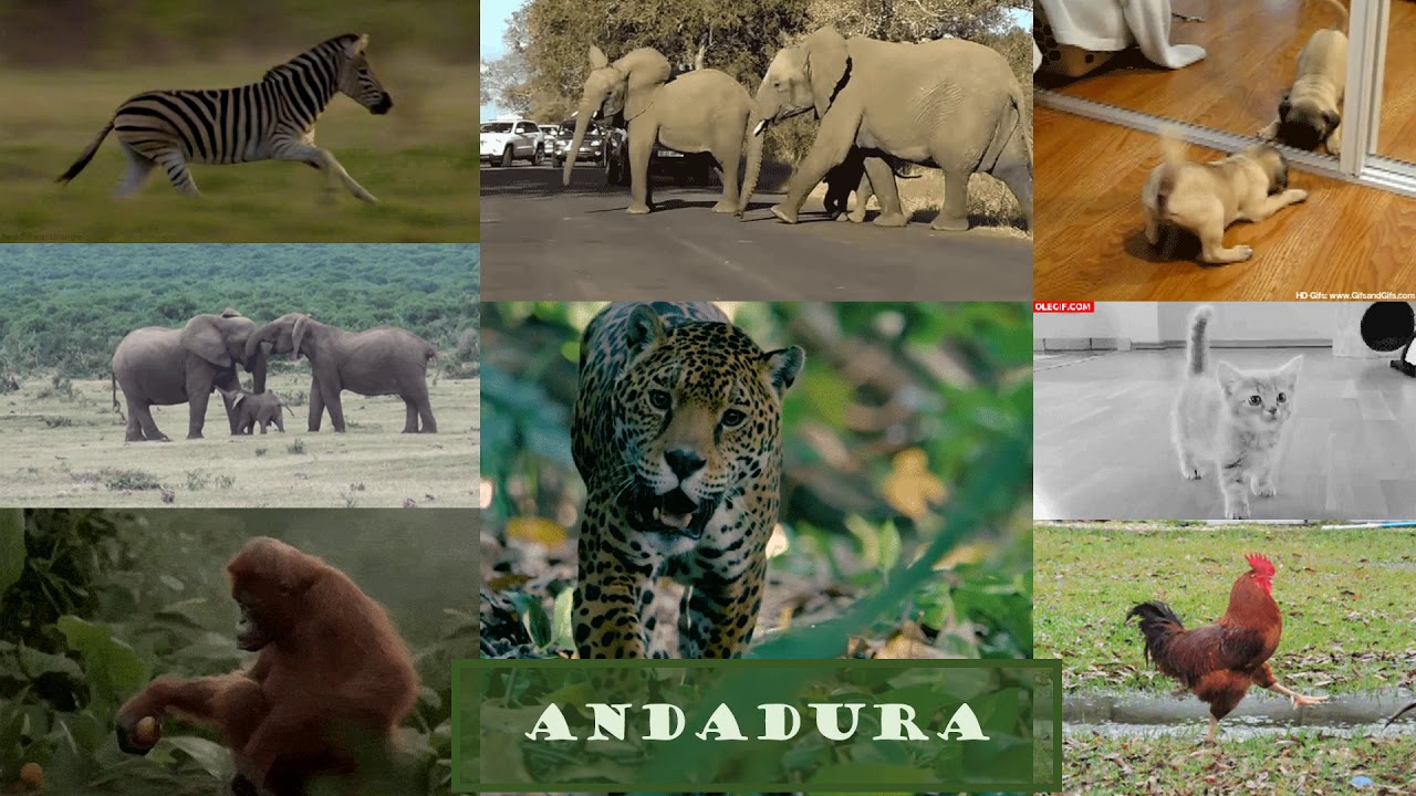 Tipos de locomoción en los animales - YouTube