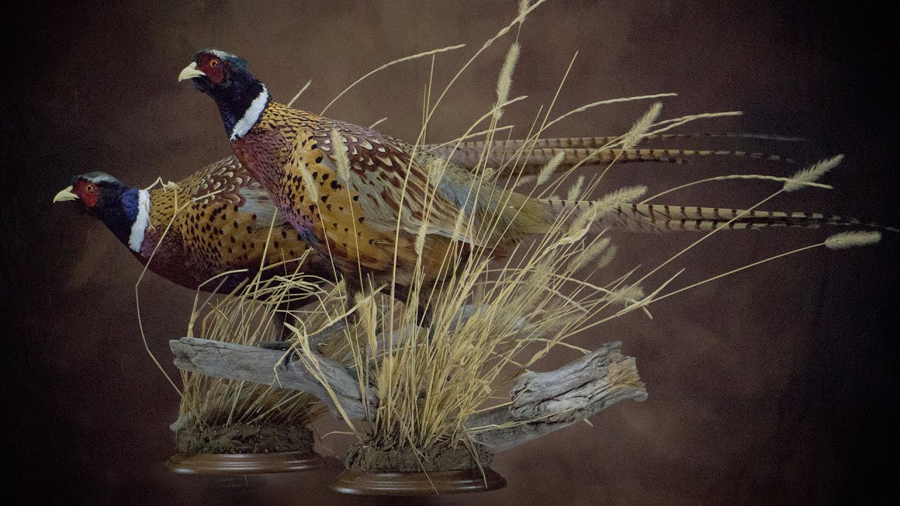 Ring necked Pheasant Part 2 of 2. - YouTube
