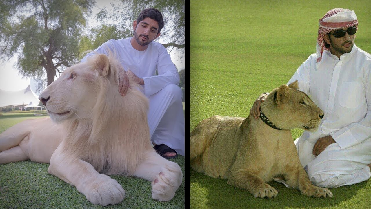 Veja como são os ANIMAIS de estimação do PRÍNCIPE de Dubai - YouTube