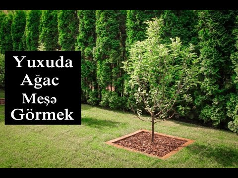 Yuxuda meşə görmək