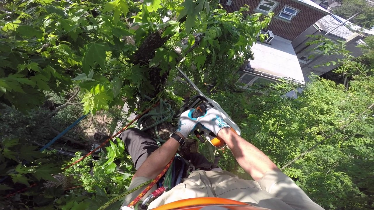 Silver Maple Prune - YouTube