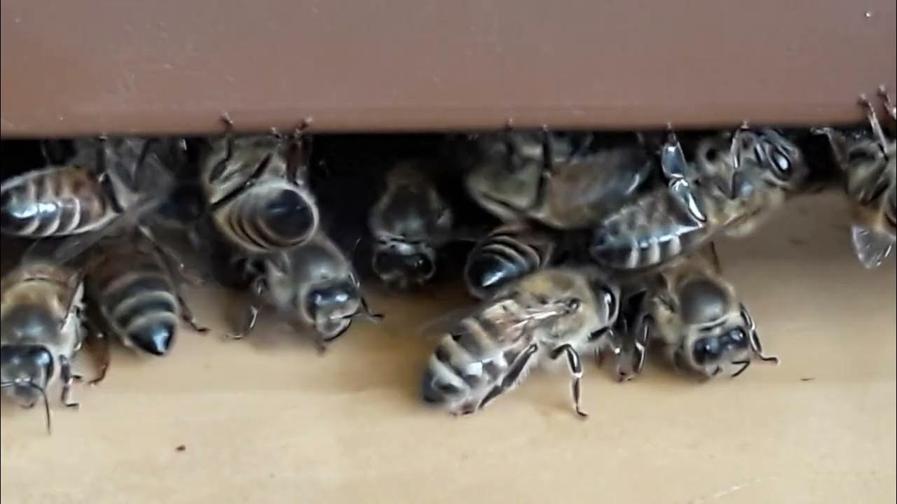 The movements of a licking bee are different from those of a ...