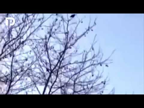 Allah-u Ekber diyen karga duyanları şaşırttı