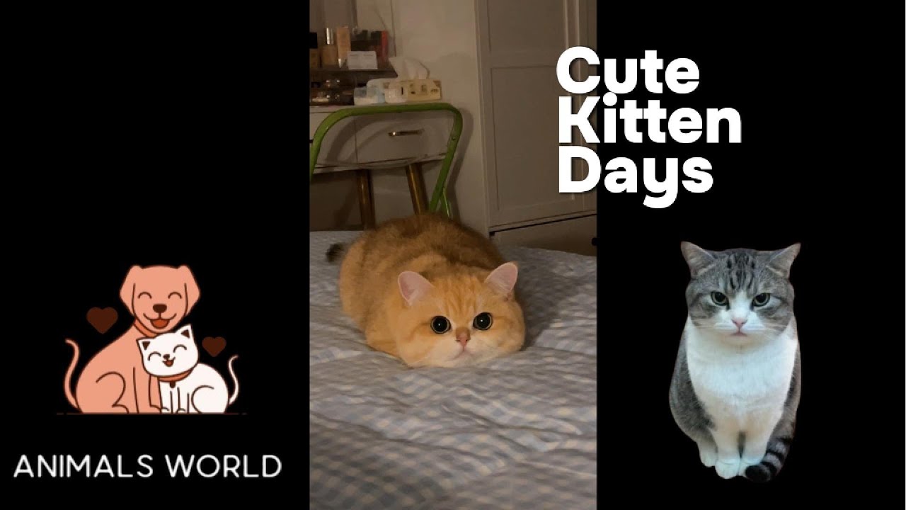 Kitten zoomies! This video captures the hilarious bursts of energy ...