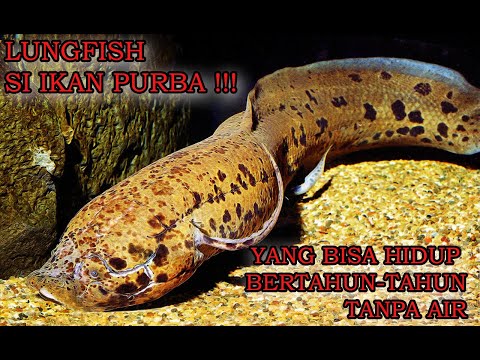 Ikan Purba Lungfish!!! Ikan Fenomenal Yang Dapat Hidup Bertahun-tahun Tanpa Air