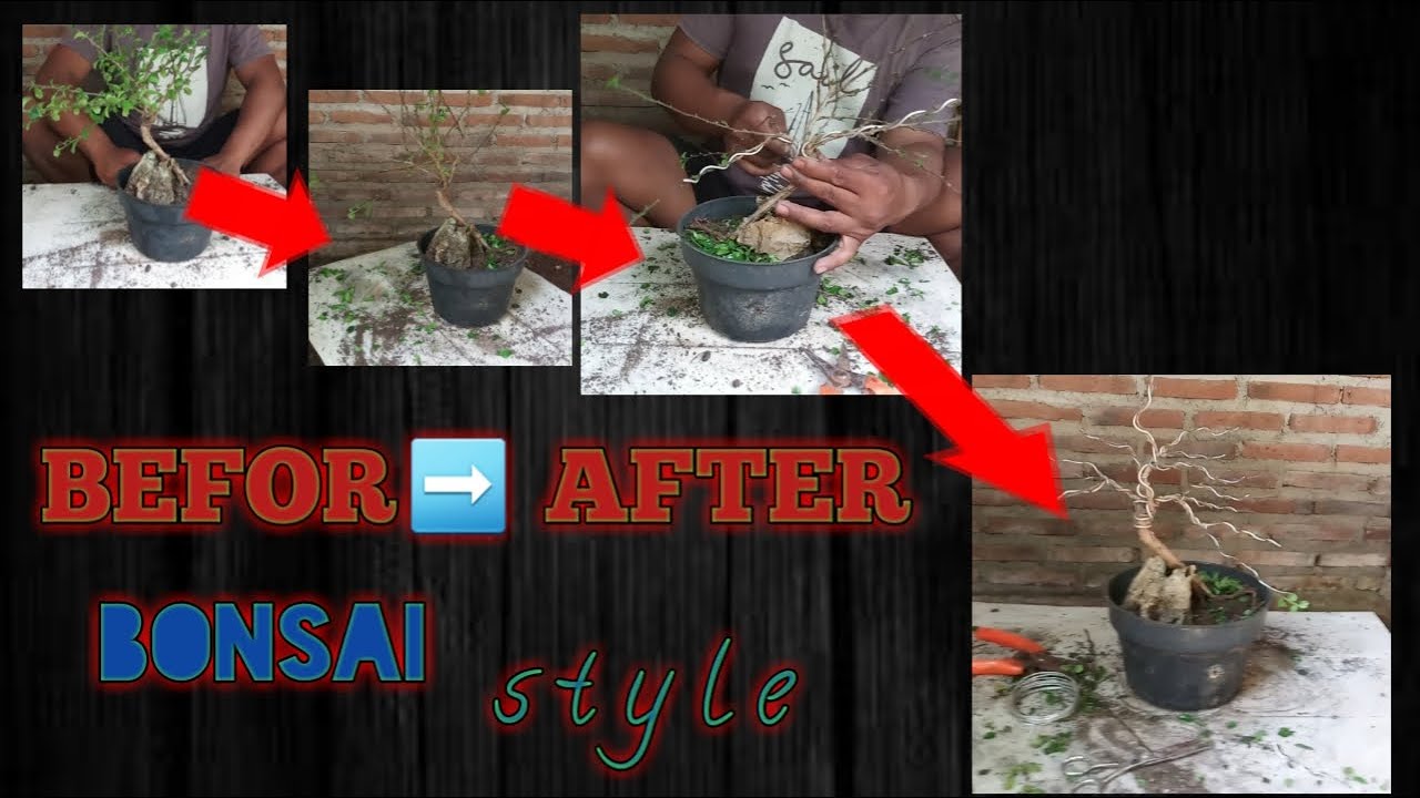 bonsai hokiantea (carmona ratusa)@hulk_bonsai - YouTube