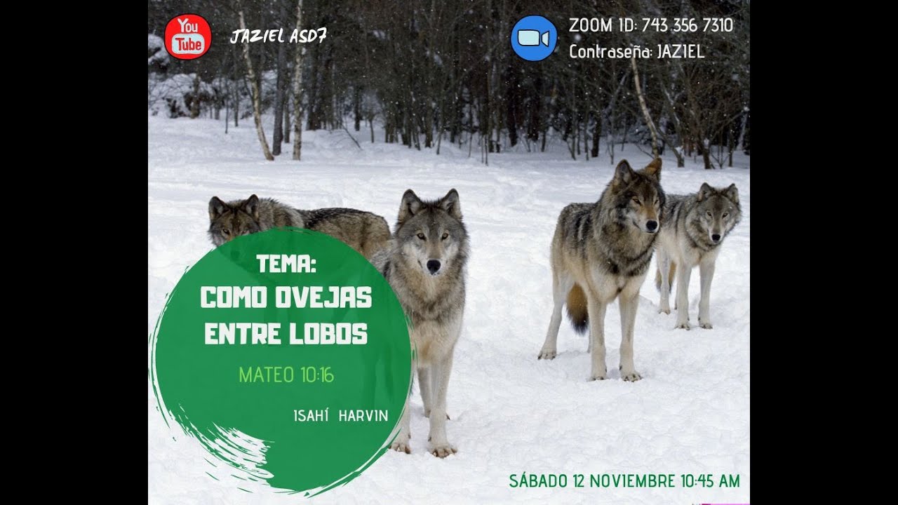 #453 COMO OVEJAS ENTRE LOBOS - ISAHÍ HARVIN 12 NOVIEMBRE - YouTube