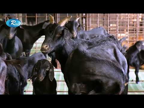 ব্ল্যাক বেঙ্গল ছাগল পালনে এত সুবিধা! | Black Bengal Goat