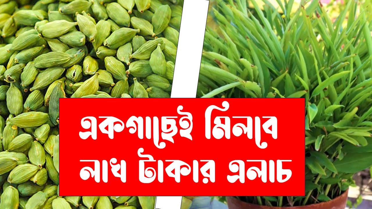 এলাচ চাষ একবার, ফলন হবে বার বার | Gram Banglar Krishi | elach | elach ...