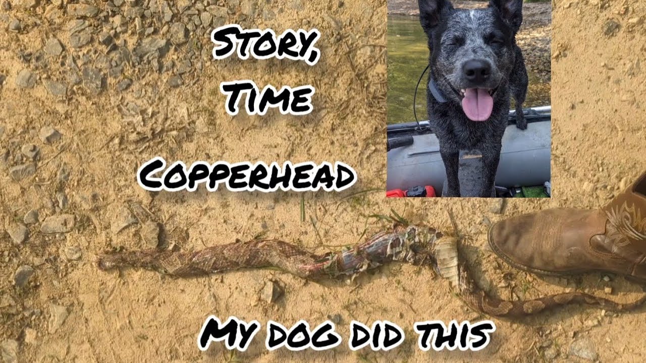 #107 ATAP... Sn3 Ep53 Cattledog vs Copperhead, Birthday Stories as ...