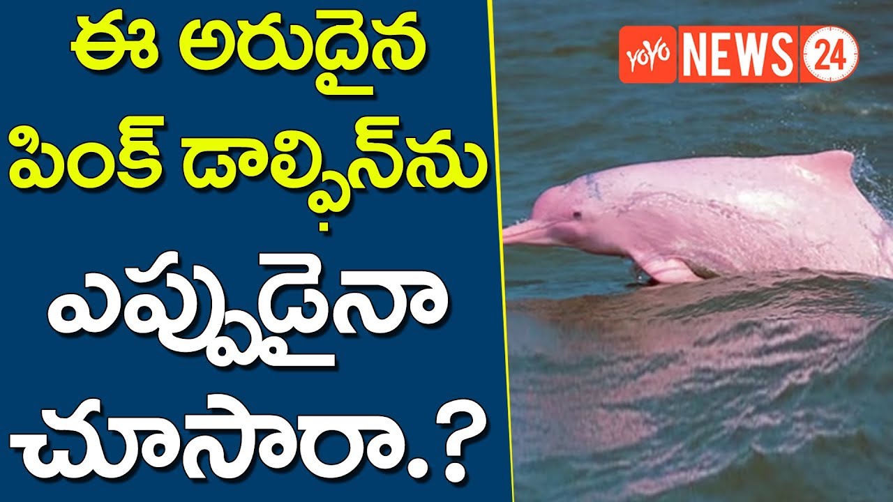 పింక్ డాల్ఫిన్ ను ఎప్పుడైనా చూసారా? | Pink Dolphin Spotted Swimming In ...