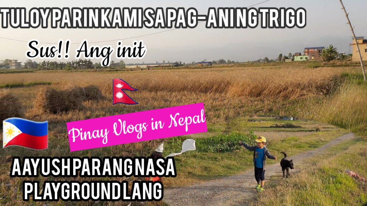 Tuloy parin tayo sa pag-ani ng trigo+ Aayush parang nasa playground ...