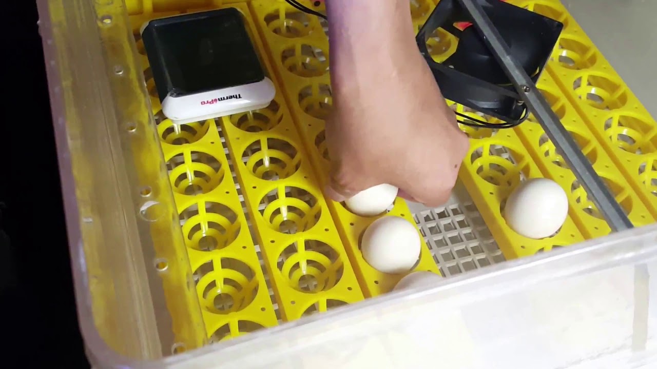 Incubation process- May basag na itlog ay puwede pang mabuhay sa ...