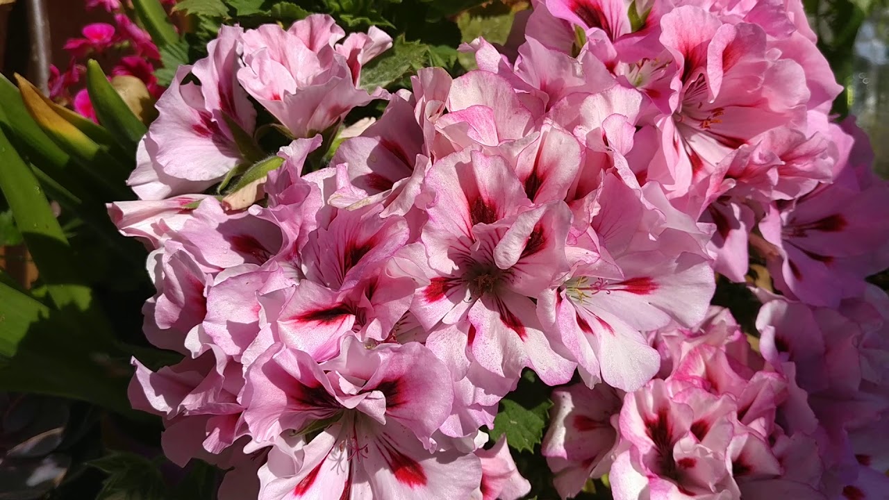 Geraniums : Scientific name : Pelargonium Higher classification ...