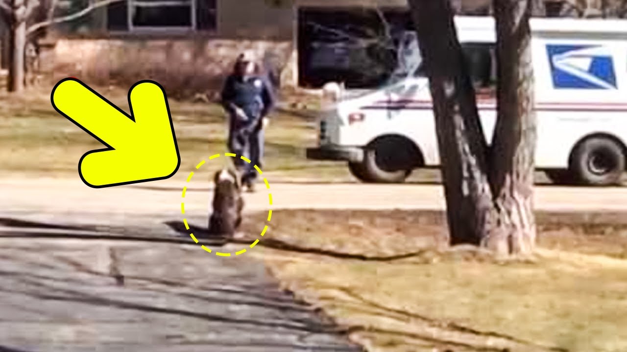 The Unlikely Romance Between a Chocolate Lab and His Favorite Mailman ...