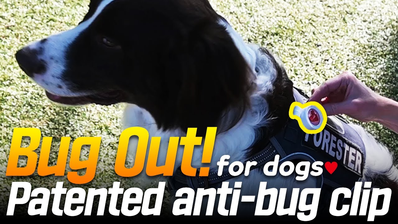 Patented Bug-Off Clip for Dogs & insect repellent product for pets ...