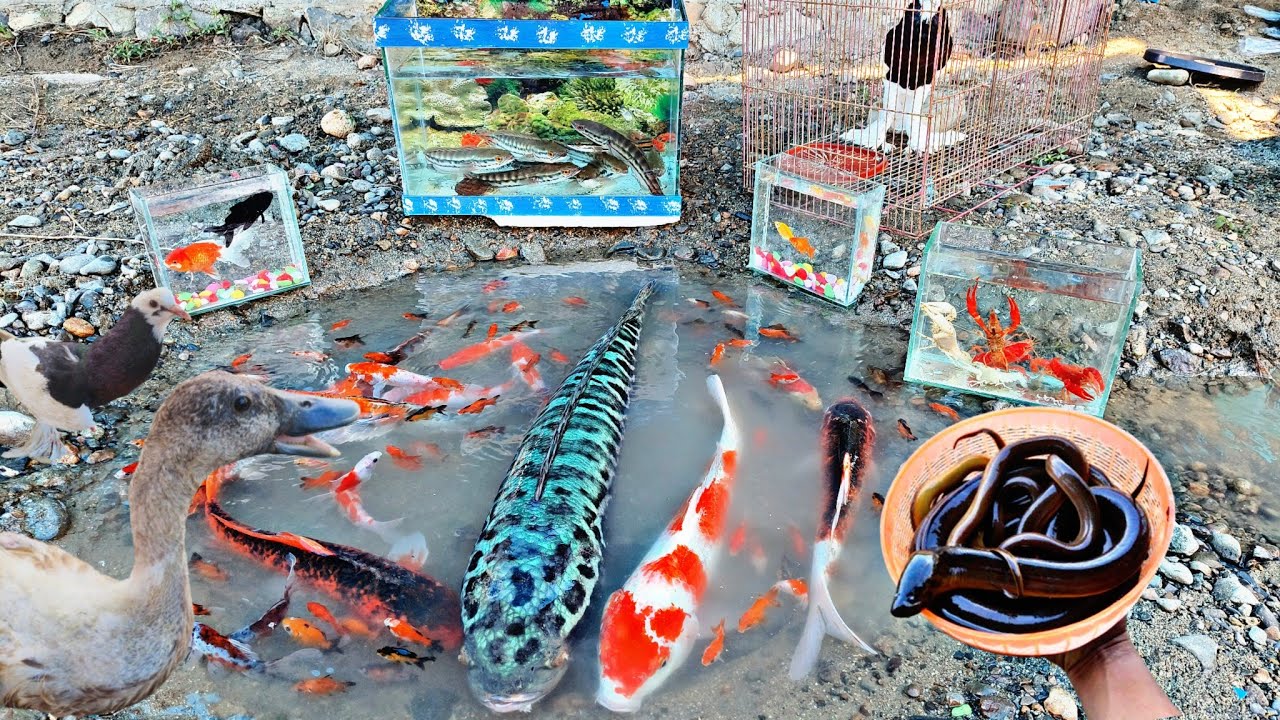 Find monster toman fish, catfish, koi fish, ornamental fish, betta fish ...