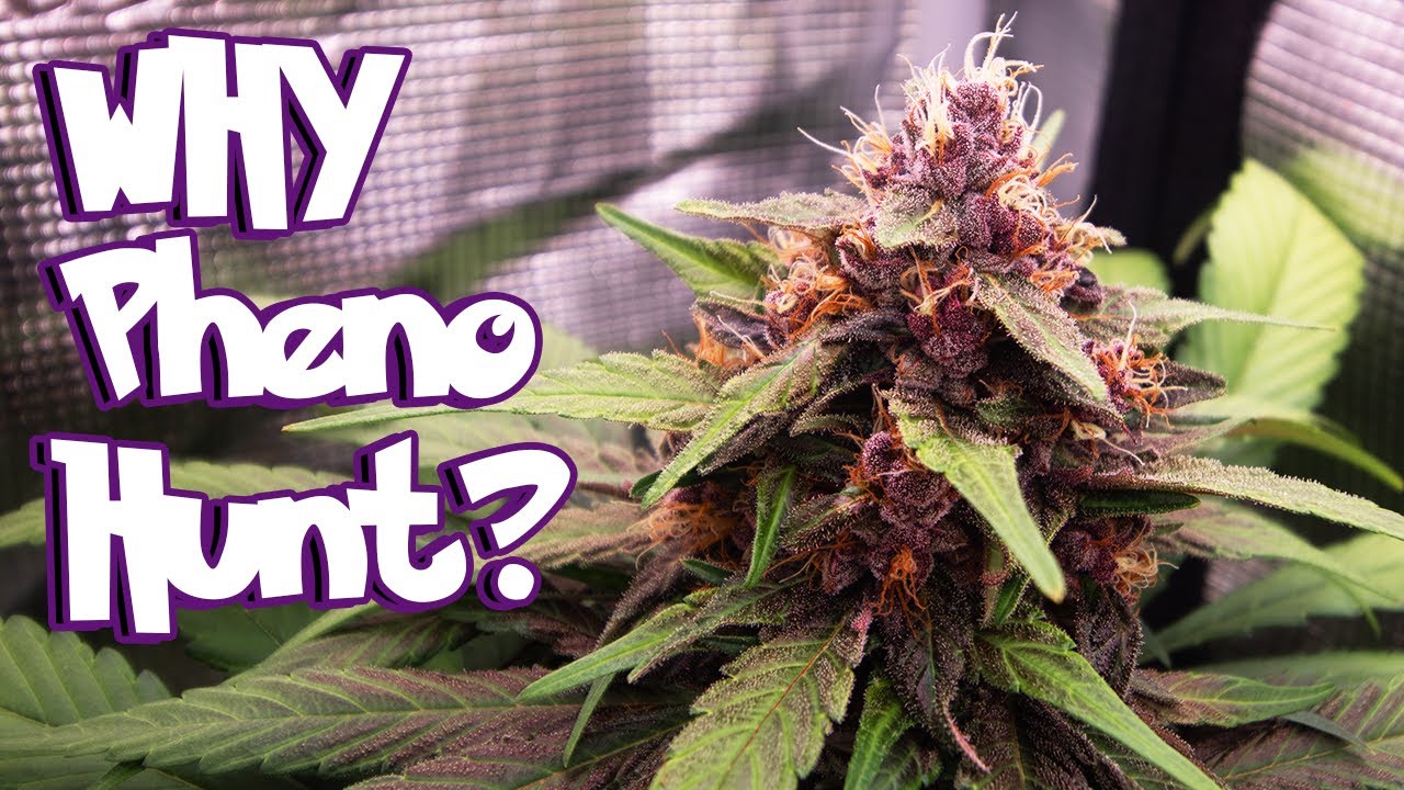 Why does Pheno Hunting Matter? Classic Heirloom Garden Seed to Harvest ...