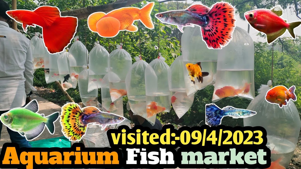 Indian aquarium fish market | Fish | All types aquarium fishes price ...