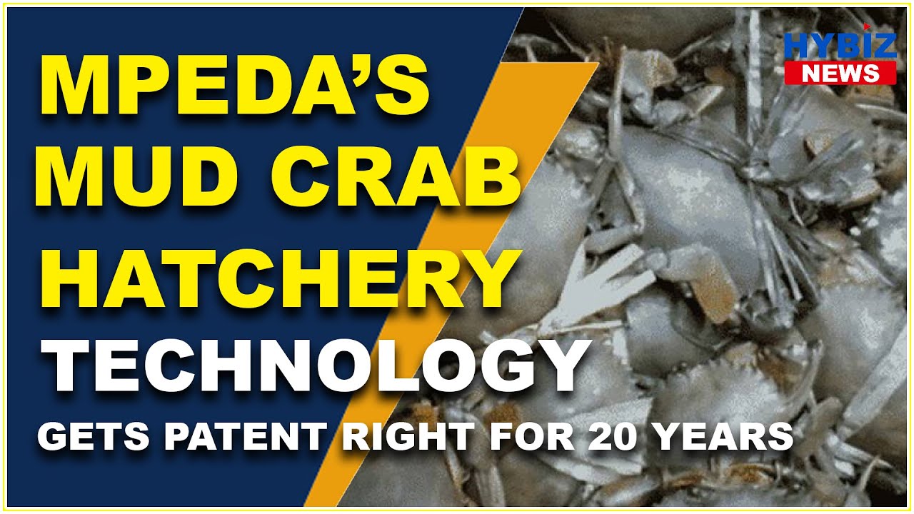 MPEDA’s Mud Crab Hatchery Technology gets patent right for 20 years ...
