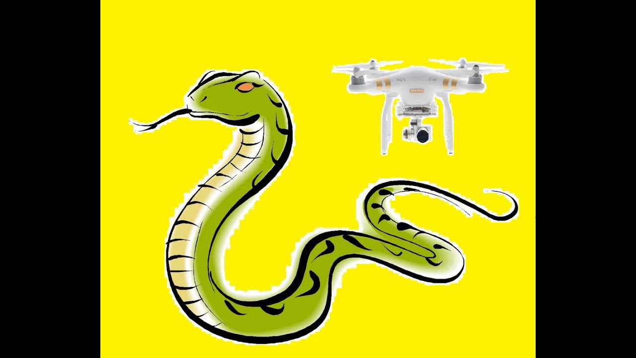 空拍時意外捕捉到身穿隱型斗篷的蛇 A Snake With Invisible Cloak - YouTube