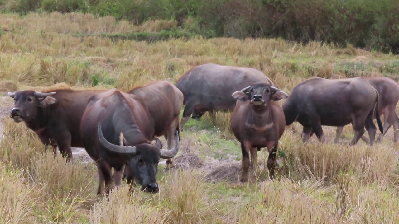 Run in with a water buffalo - YouTube