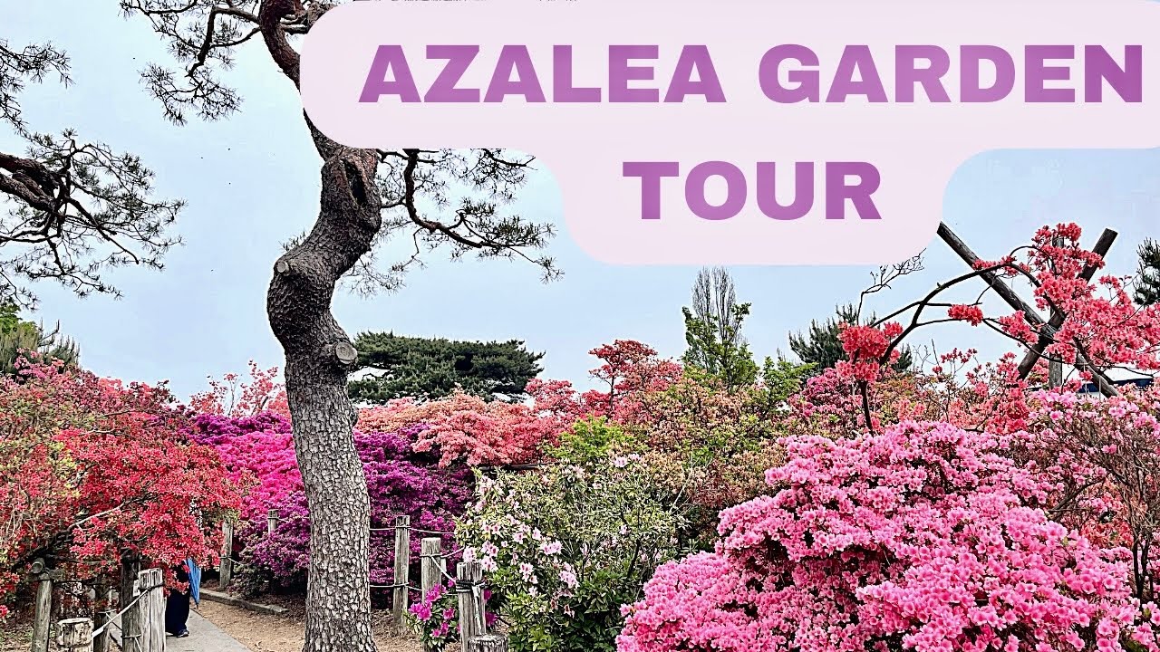 AZALEA GARDEN TOUR | with AZALEA NAMES - YouTube