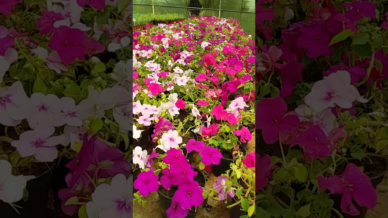 Flowers .Ang bango bango ng bulaklak song. - YouTube