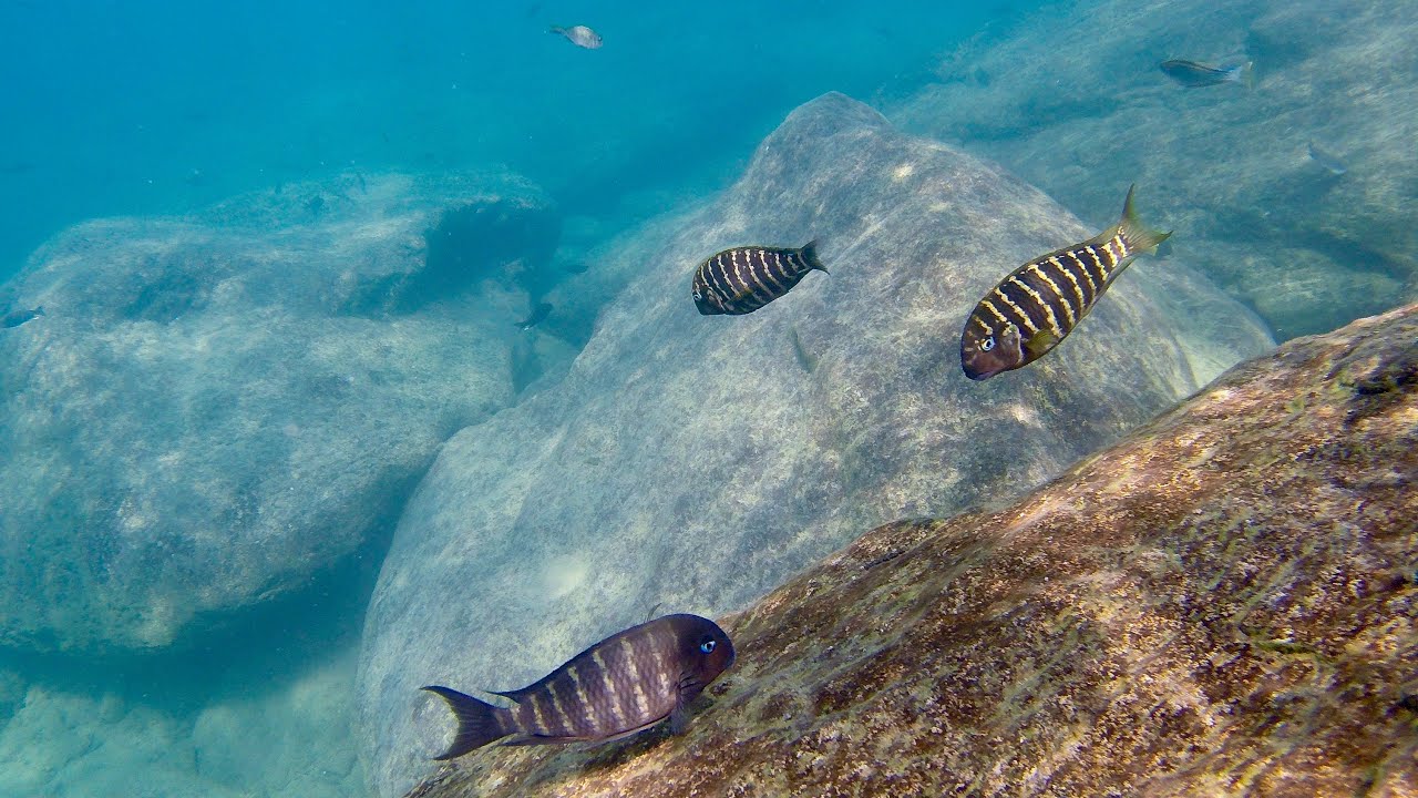 Swimming With Cichlids -Tropheus annectens at Kekese - YouTube