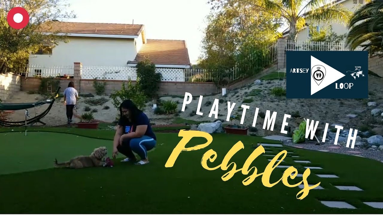 📱 PLAYTIME WITH PEBBLES LIVE! 🐶 - YouTube