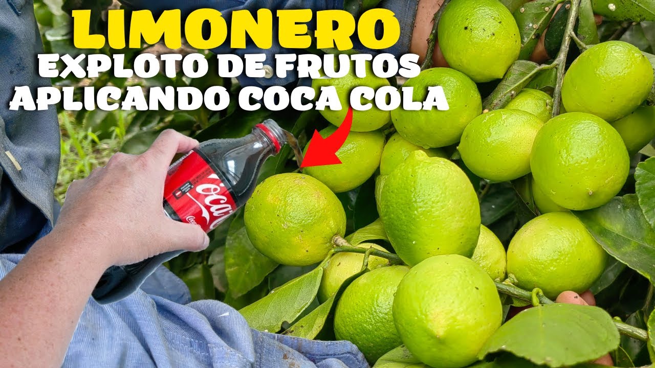 Le aplique Coca-Cola! a mi Limonero 🍋 y es increíble como se lleno de ...