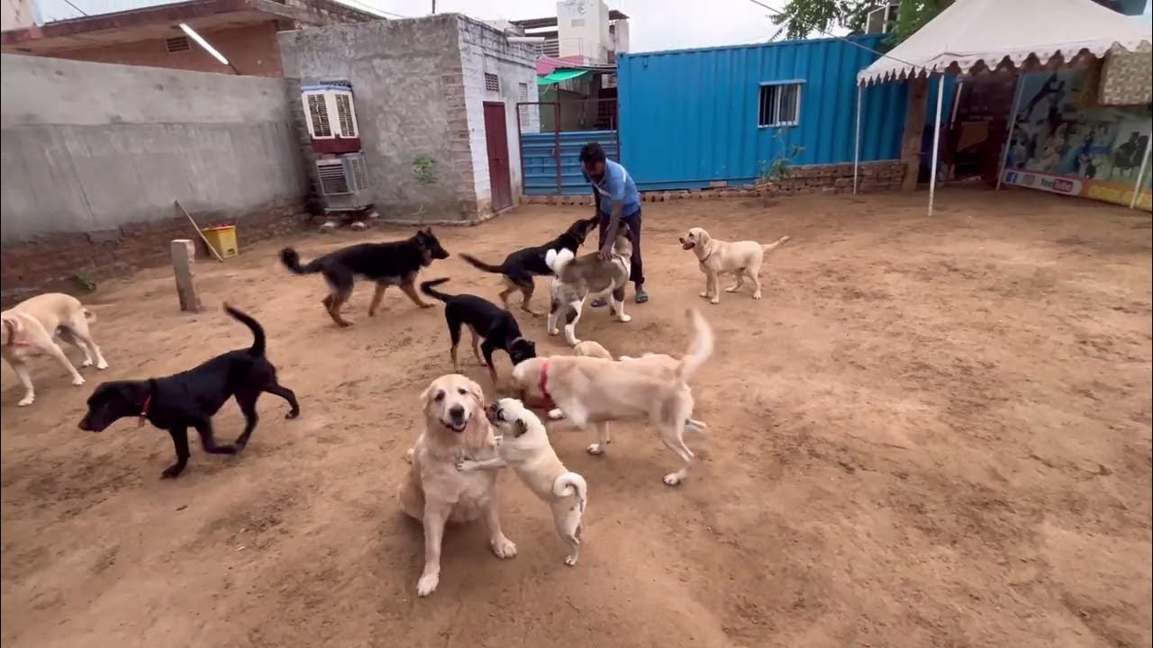 Aj dil khush 😃 hogaya or aap ko kya lagta h dogs ka happy hour is this 😍 @dogloverprakash - YouTube