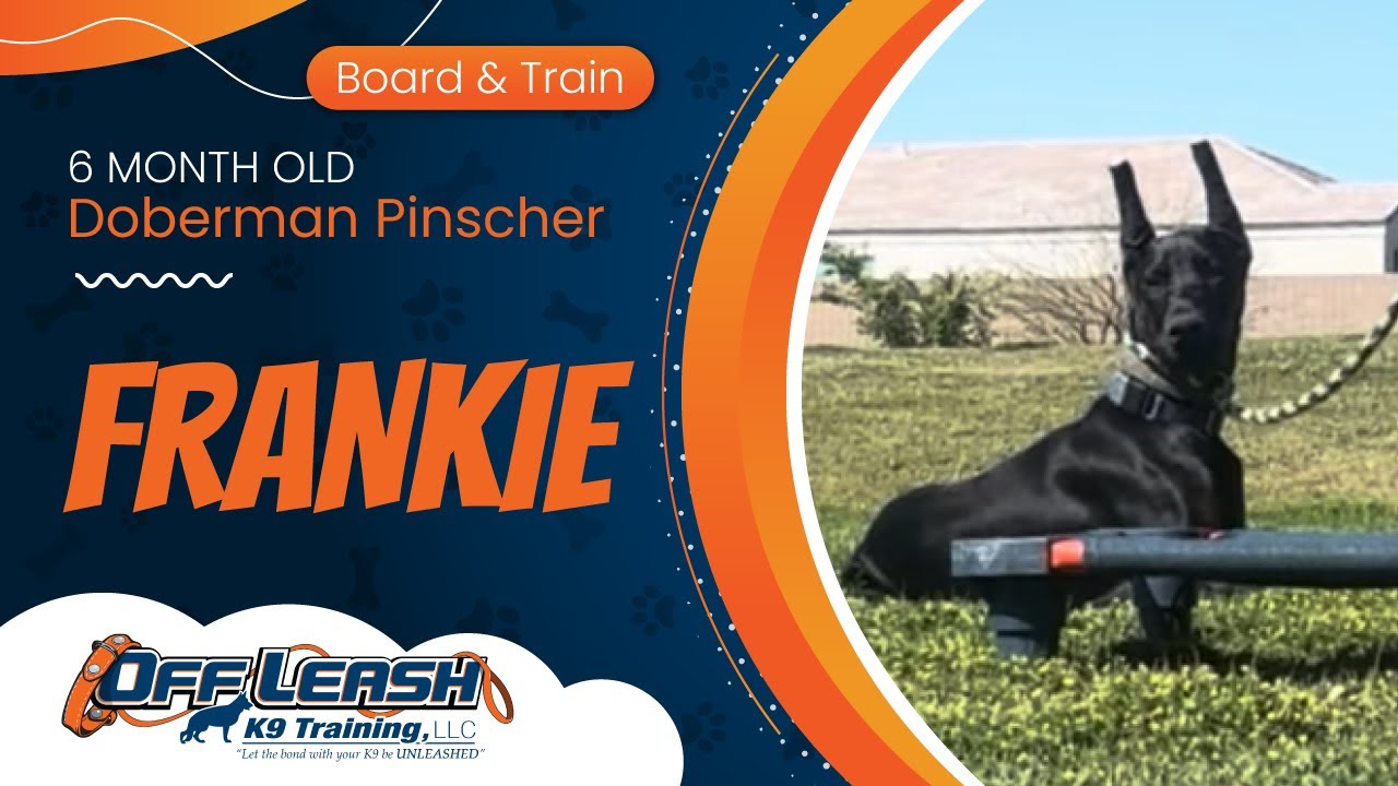 6 mo Doberman Pincher Frankie ~ Best Doberman Pincher Trainers ~ Off ...