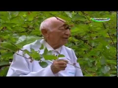 Tut daraxti haqida - YouTube