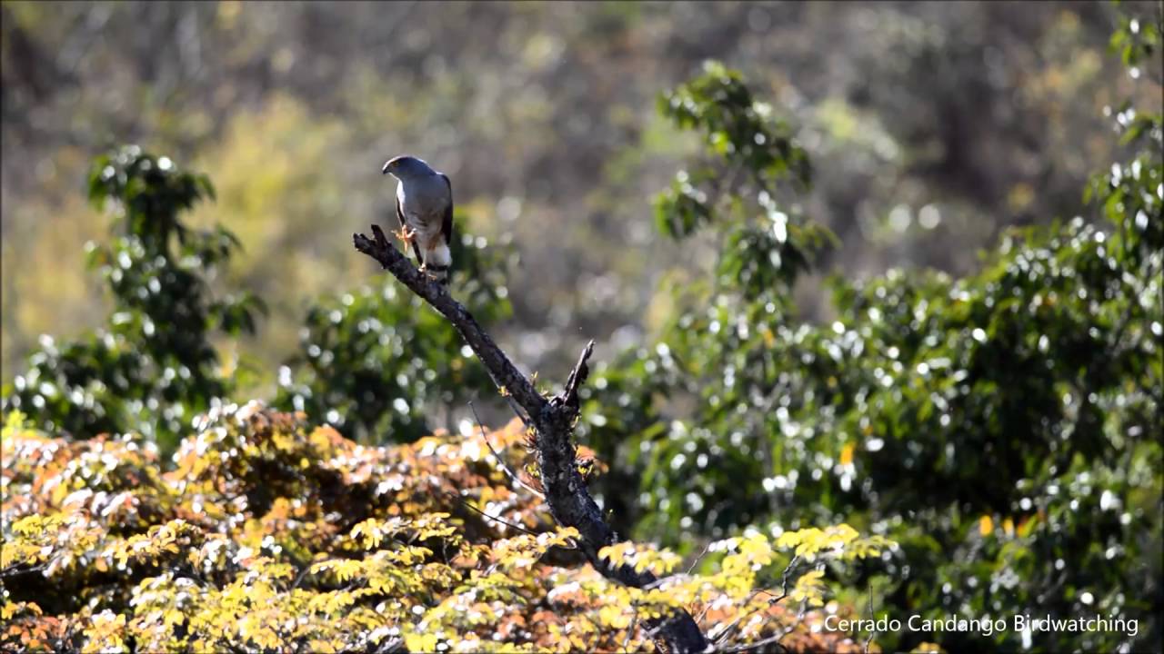 Gavião bombachinha grande - Accipiter bicolor - Bicolored Hawk - YouTube