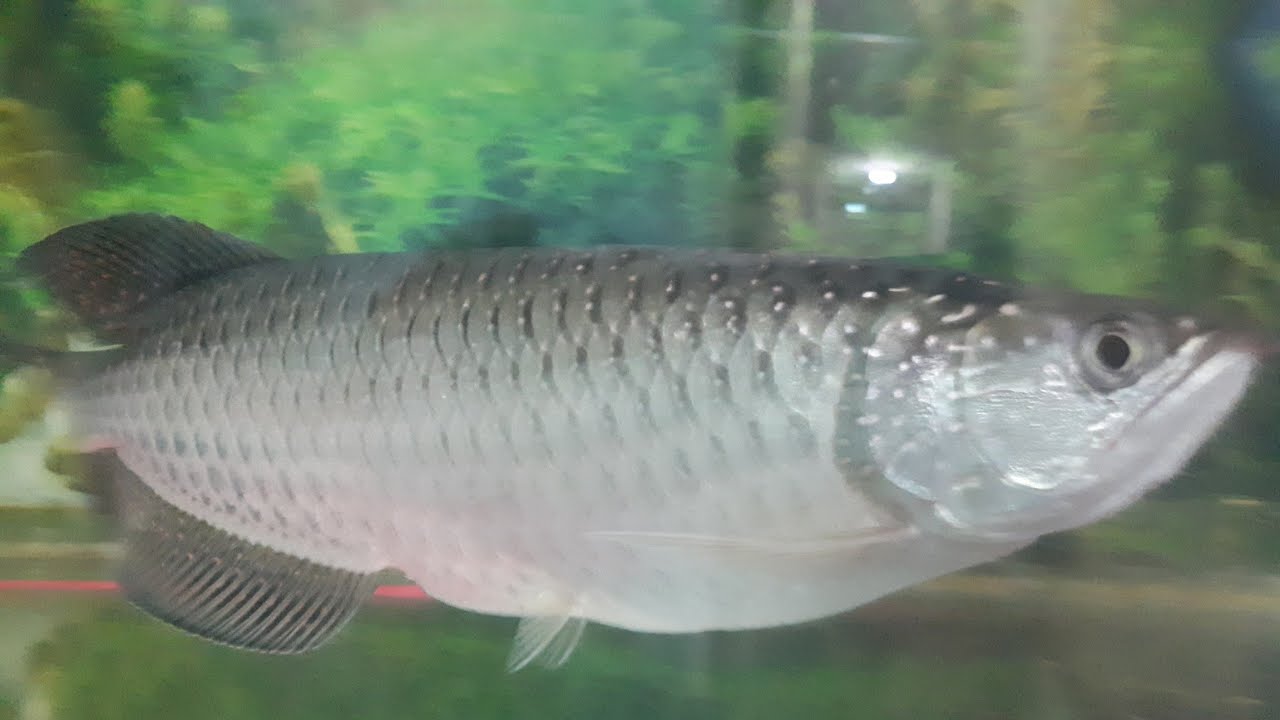 Arowana fish irian jardini - YouTube