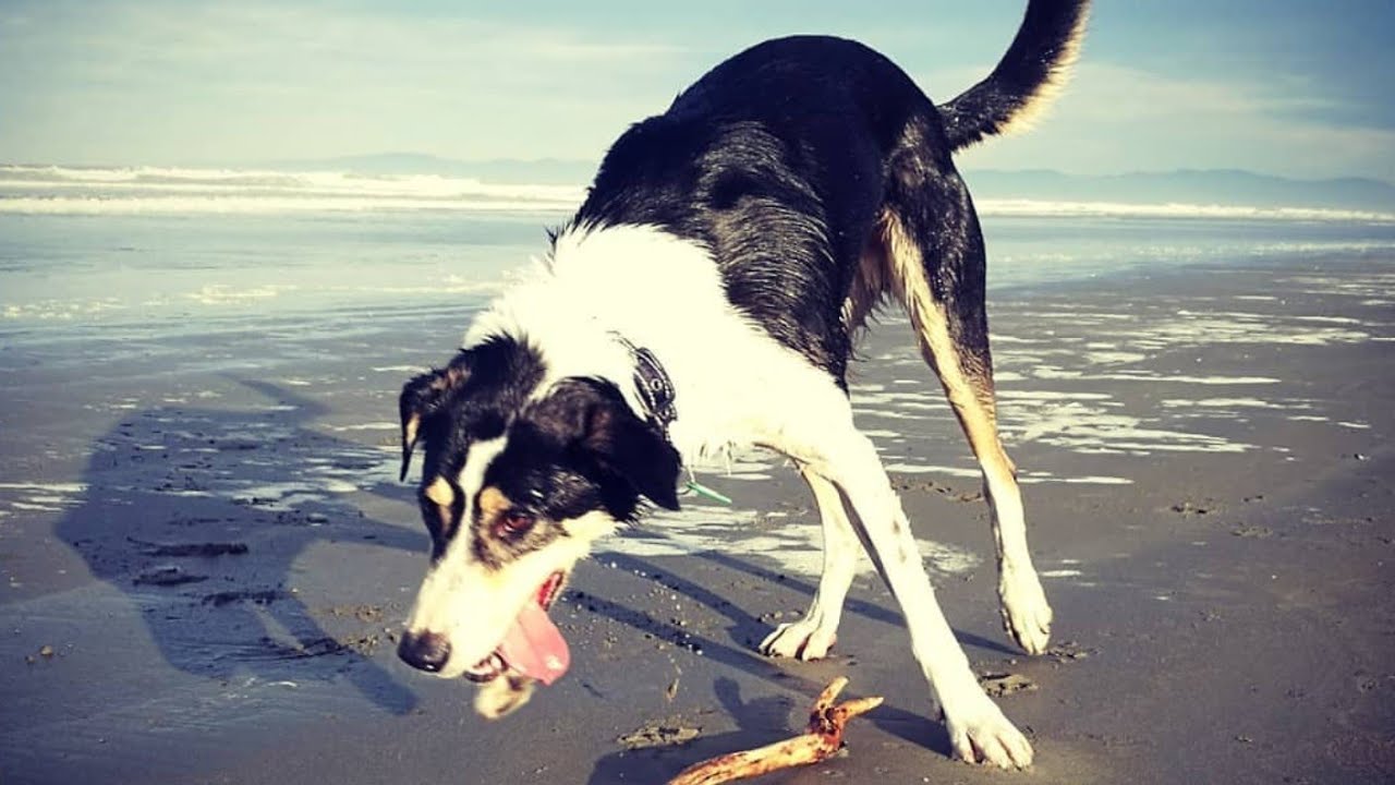 New Zealand Heading Dog YouTube new-zealand-heading-dog-youtube