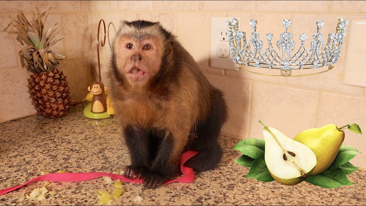 Monkey Princess LOVES Pears! - YouTube