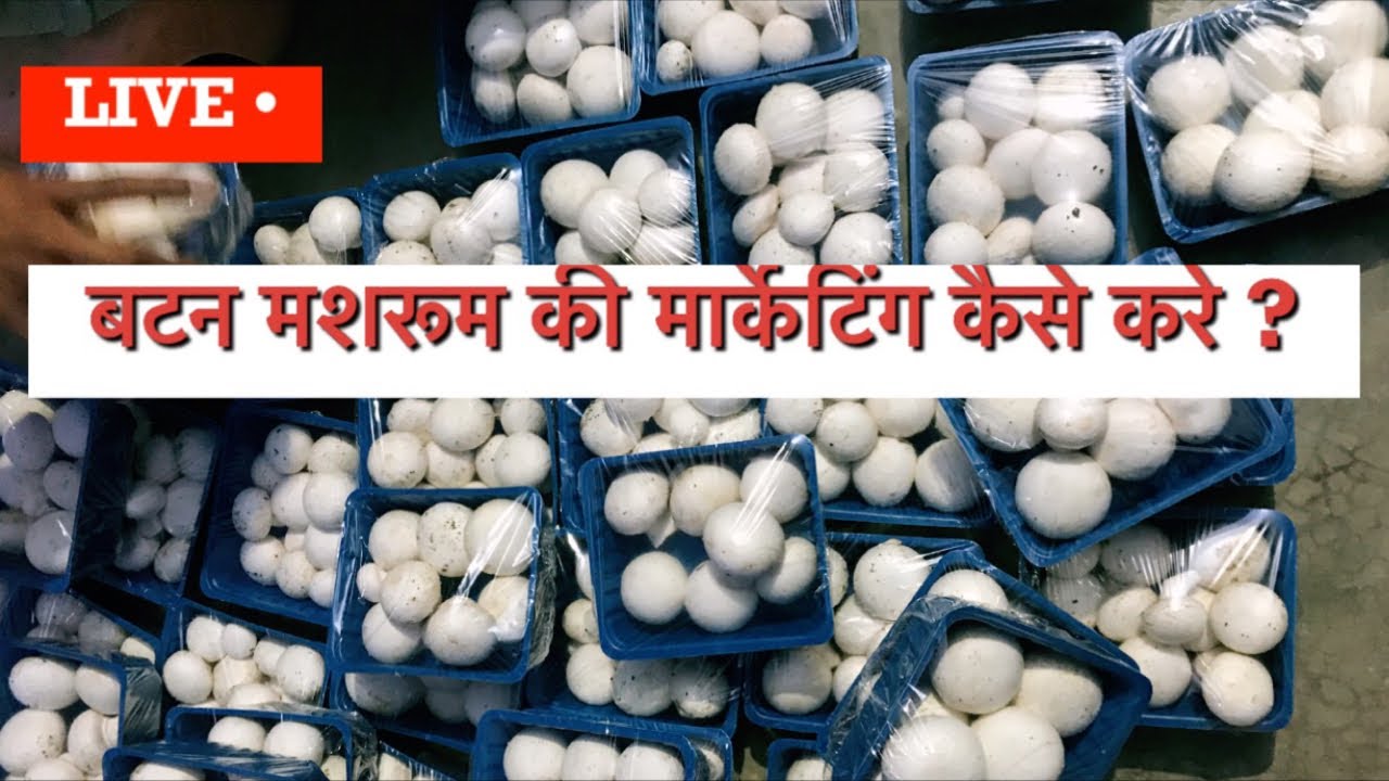 Button Mushroom Marketing | Button Mushroom Farming - YouTube