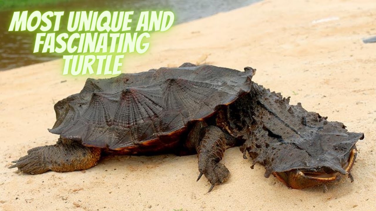 The matamata turtle is one of the most exotic and fascinating turtle ...