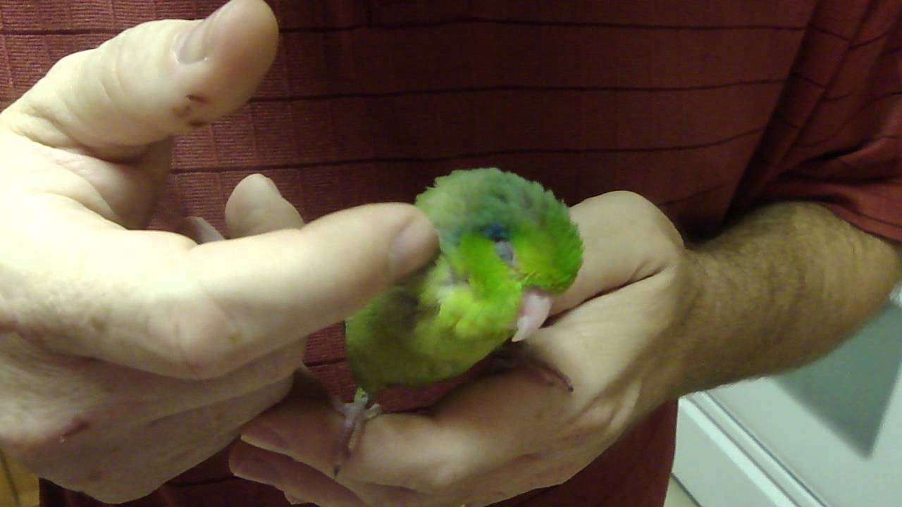 Friendly Parrotlet Gets Massage - YouTube