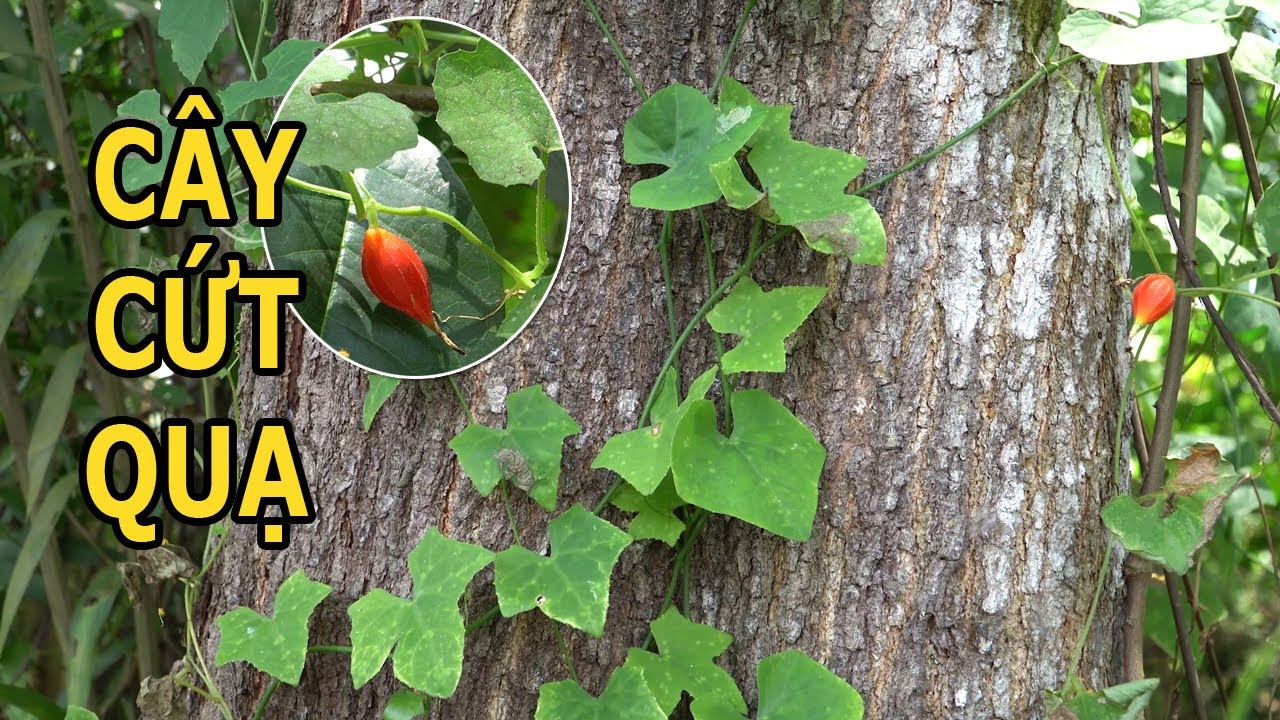 Cây cứt quạ loại rau tự nhiên dùng nấu canh giải nhiệt - YouTube