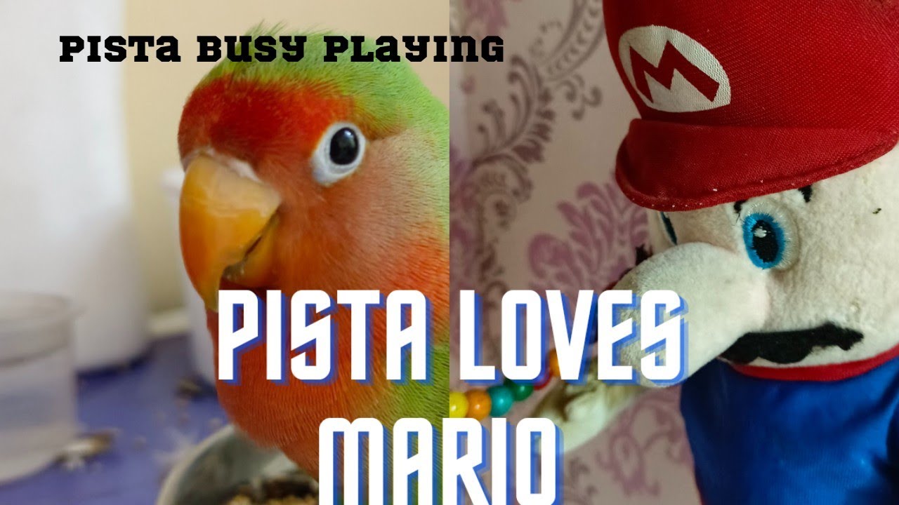 Peach faced lovebird playing/ Love bird playing / Female lovebird ...