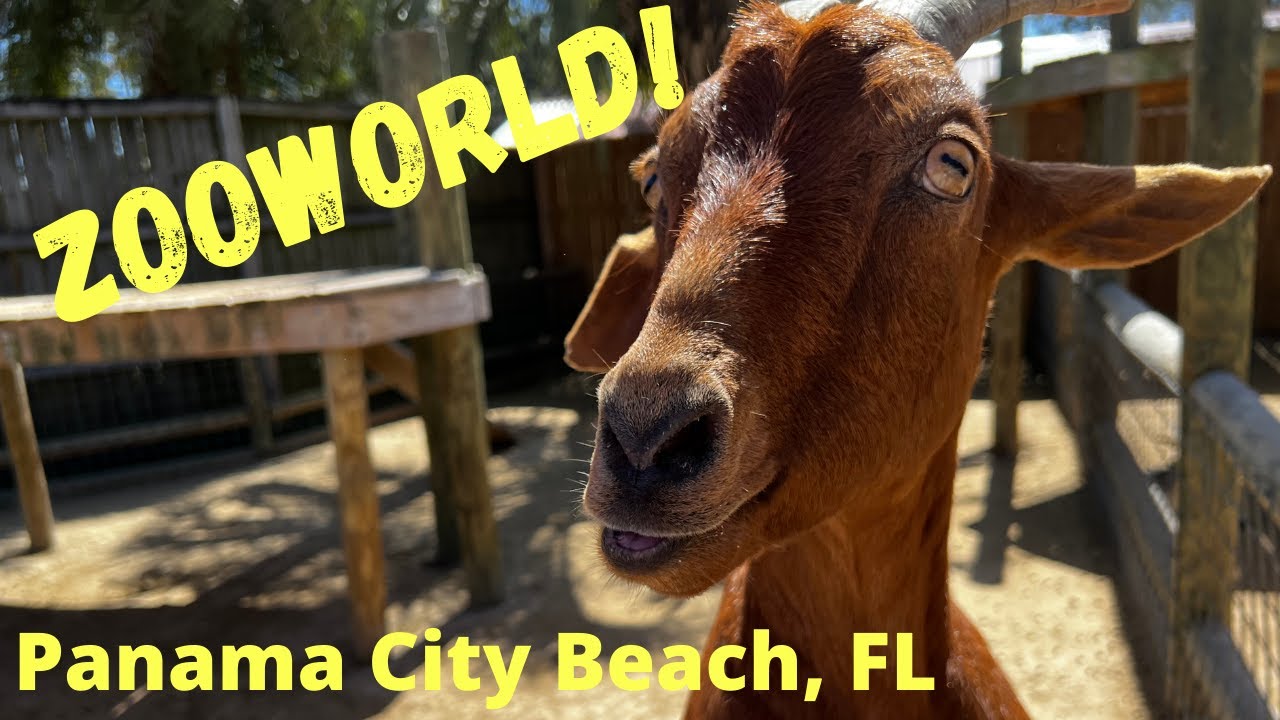 Zoo World, Panama City Beach, FL March 2022 - YouTube