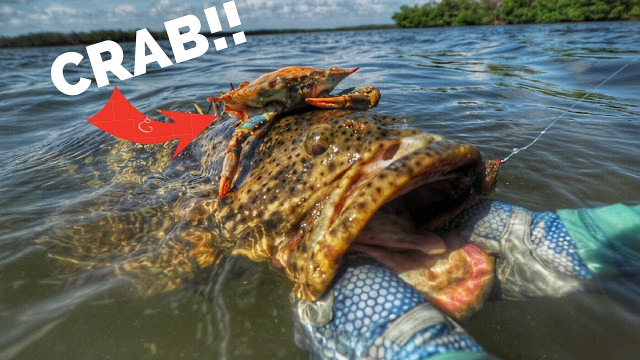 35lb Goliath Grouper sight fished ON FLY!!! - YouTube